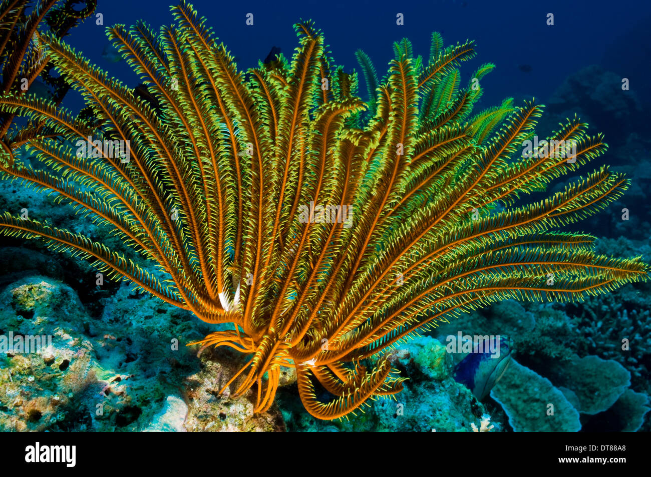 Underwater crinoid feather star hi-res stock photography and images - Alamy