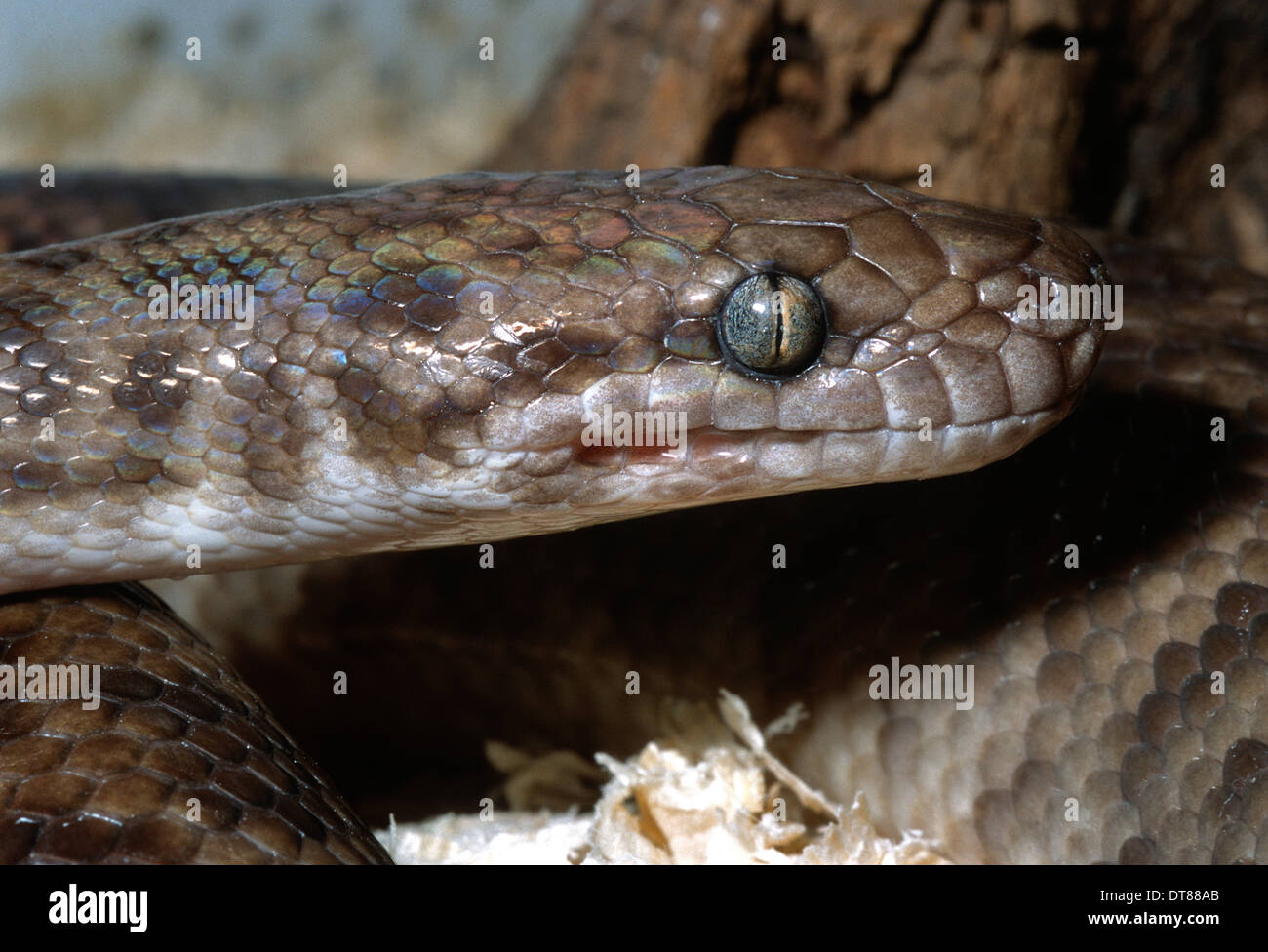 Antaresia hi-res stock photography and images - Alamy