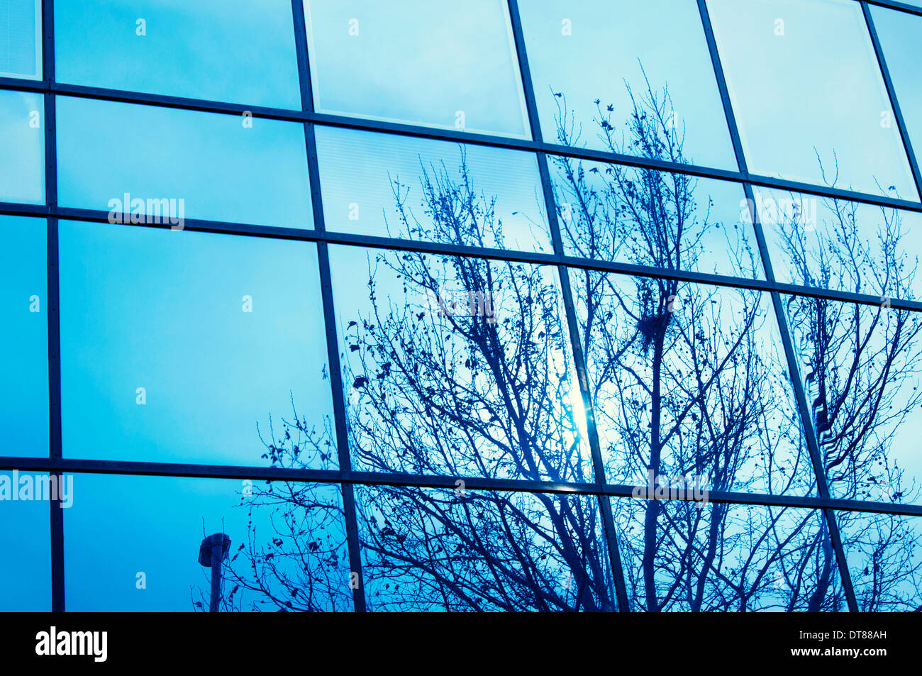 Blue windows with sun and tree reflection Stock Photo - Alamy