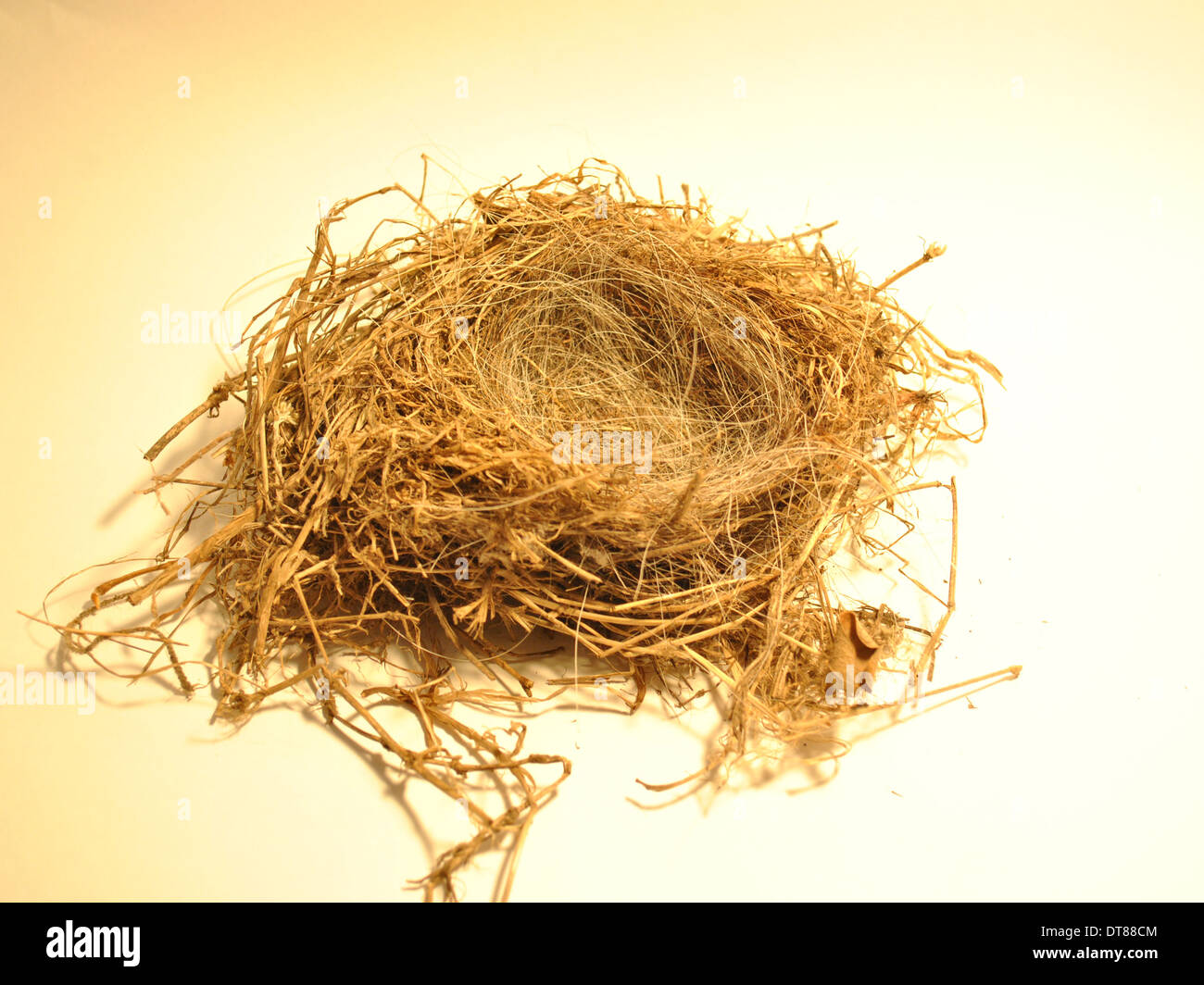 Empty nest hi-res stock photography and images - Alamy