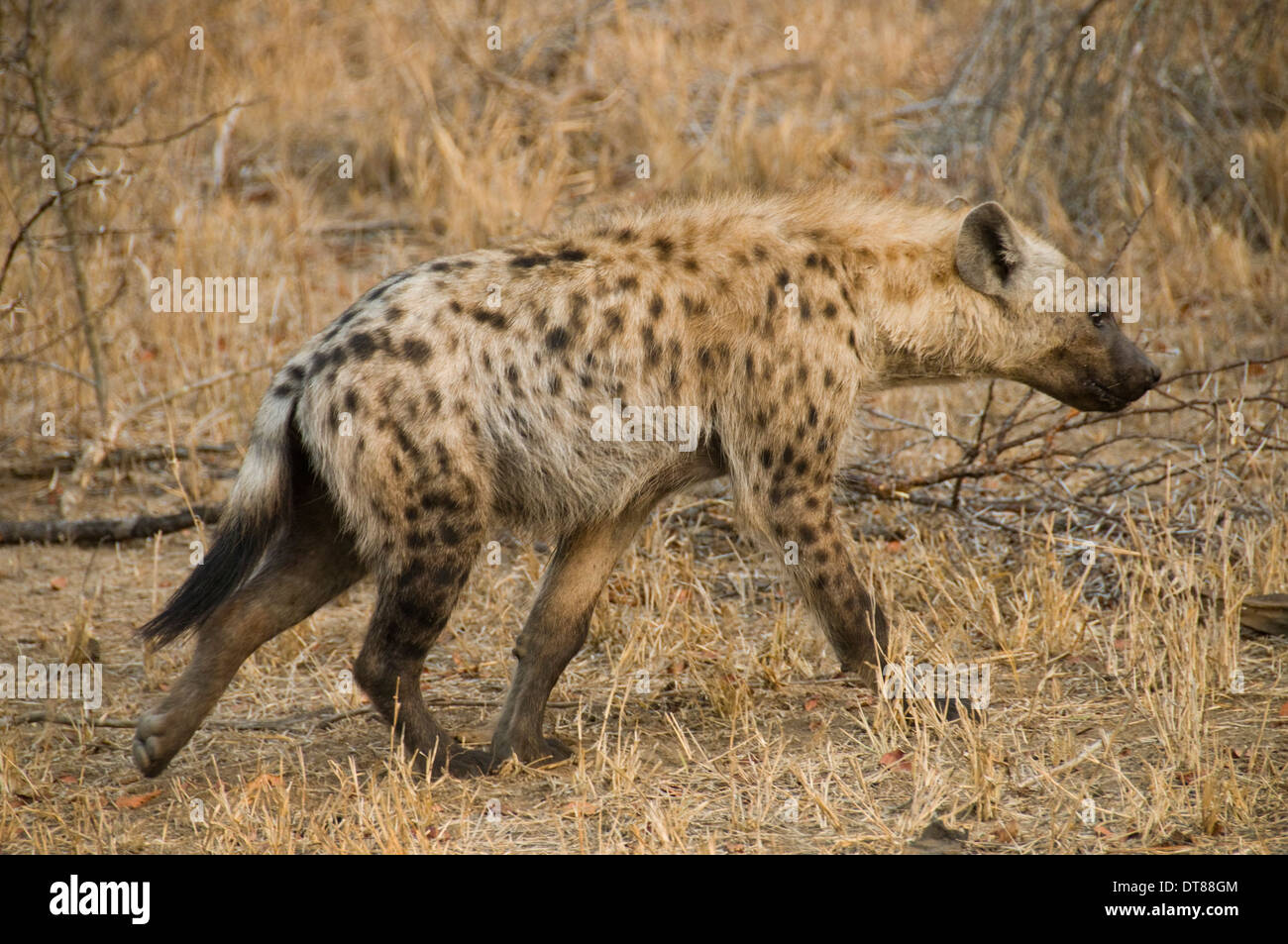 Hyena hi-res stock photography and images - Alamy