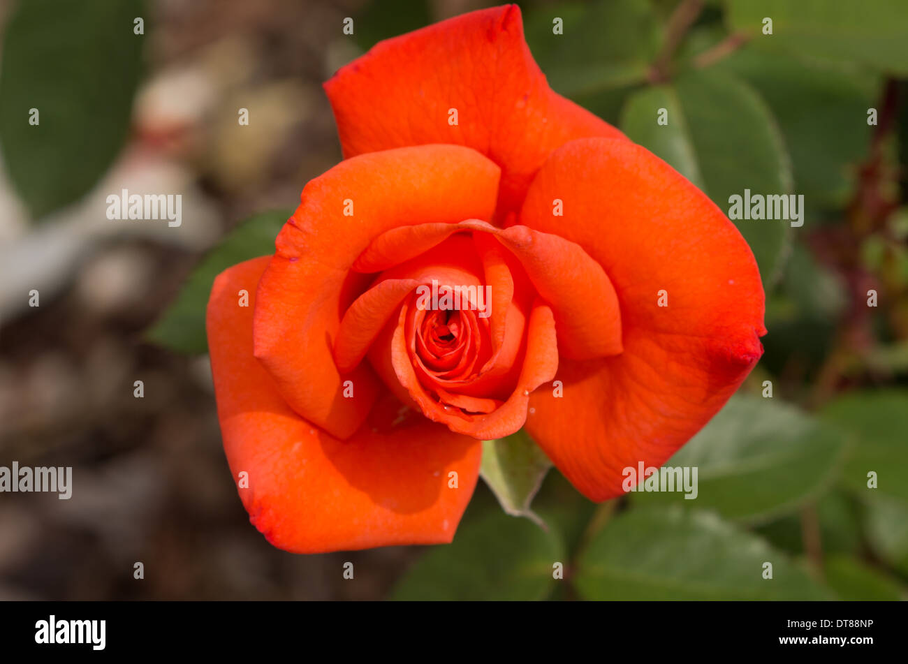 Rose Beauty Star Stock Photo - Alamy