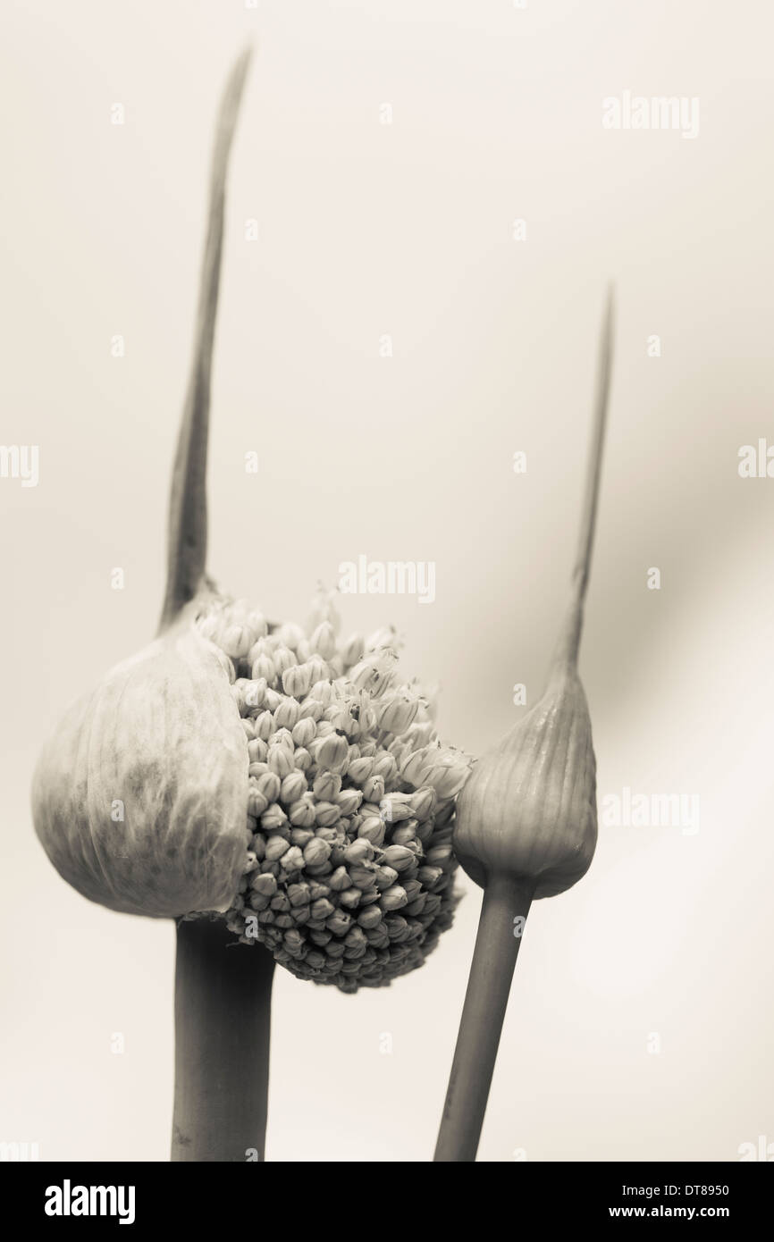 Allium x proliferum (Walking Onion, tree onion Stock Photo - Alamy