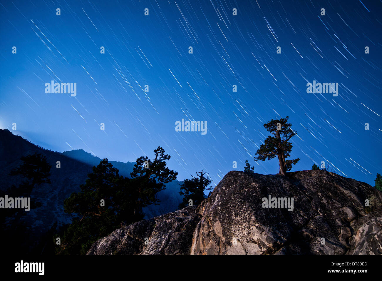 Moonlight through trees hi-res stock photography and images - Alamy