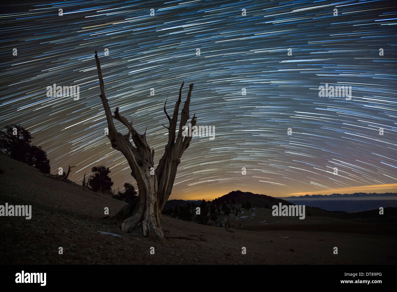 A dead bristlecone pine tree against a backdrop of star trails in the ...