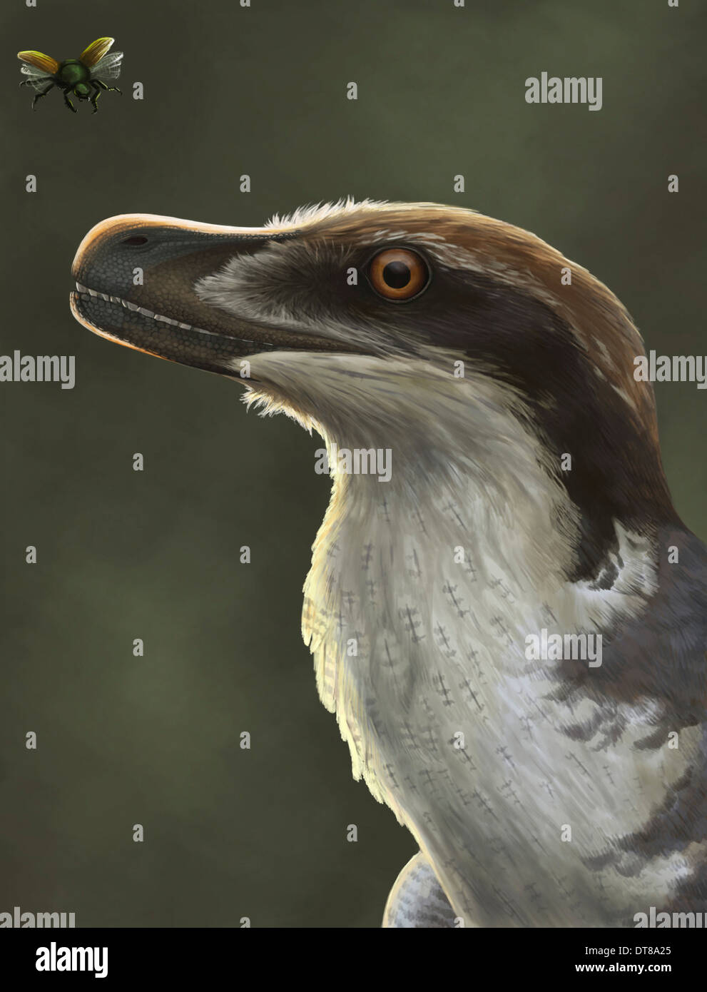 Hell creek formation hi-res stock photography and images - Alamy