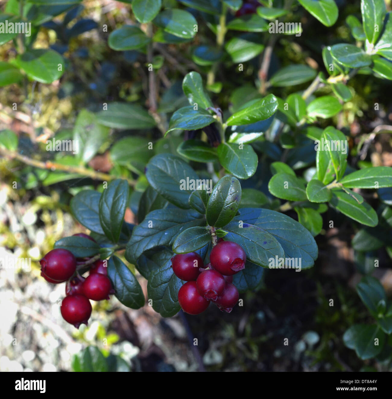 Ripe red cowberry close up. Ripe cowberry growing in forest on a moss ...