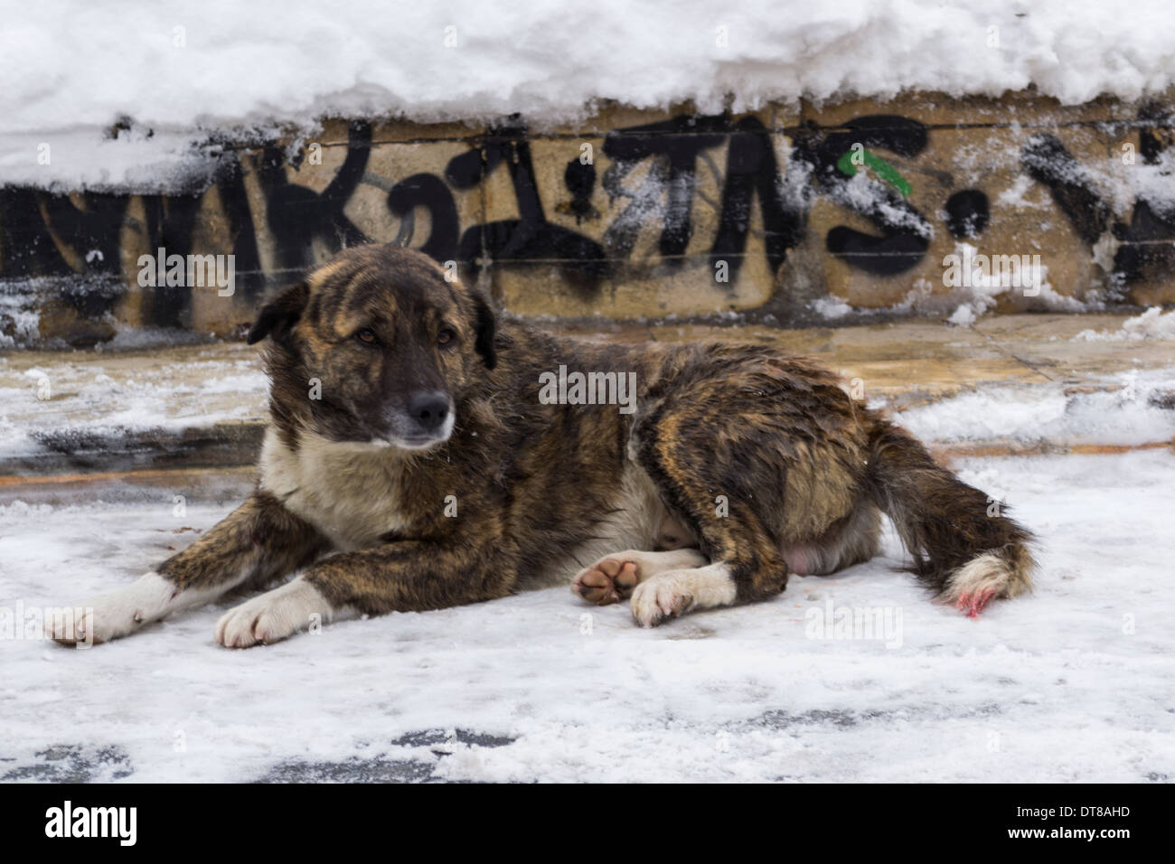 Stray dog in Bucharest, Romania during winter Stock Photo - Alamy