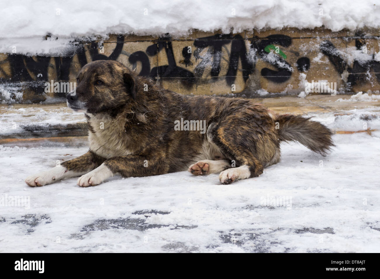 Stray dog in Bucharest, Romania during winter Stock Photo - Alamy