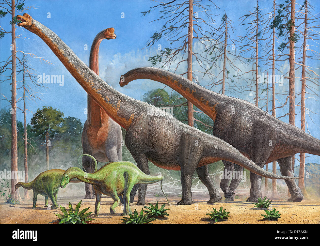 Giraffatitan and Dicraeosaurus dinosaurs grazing in a prehistoric ...