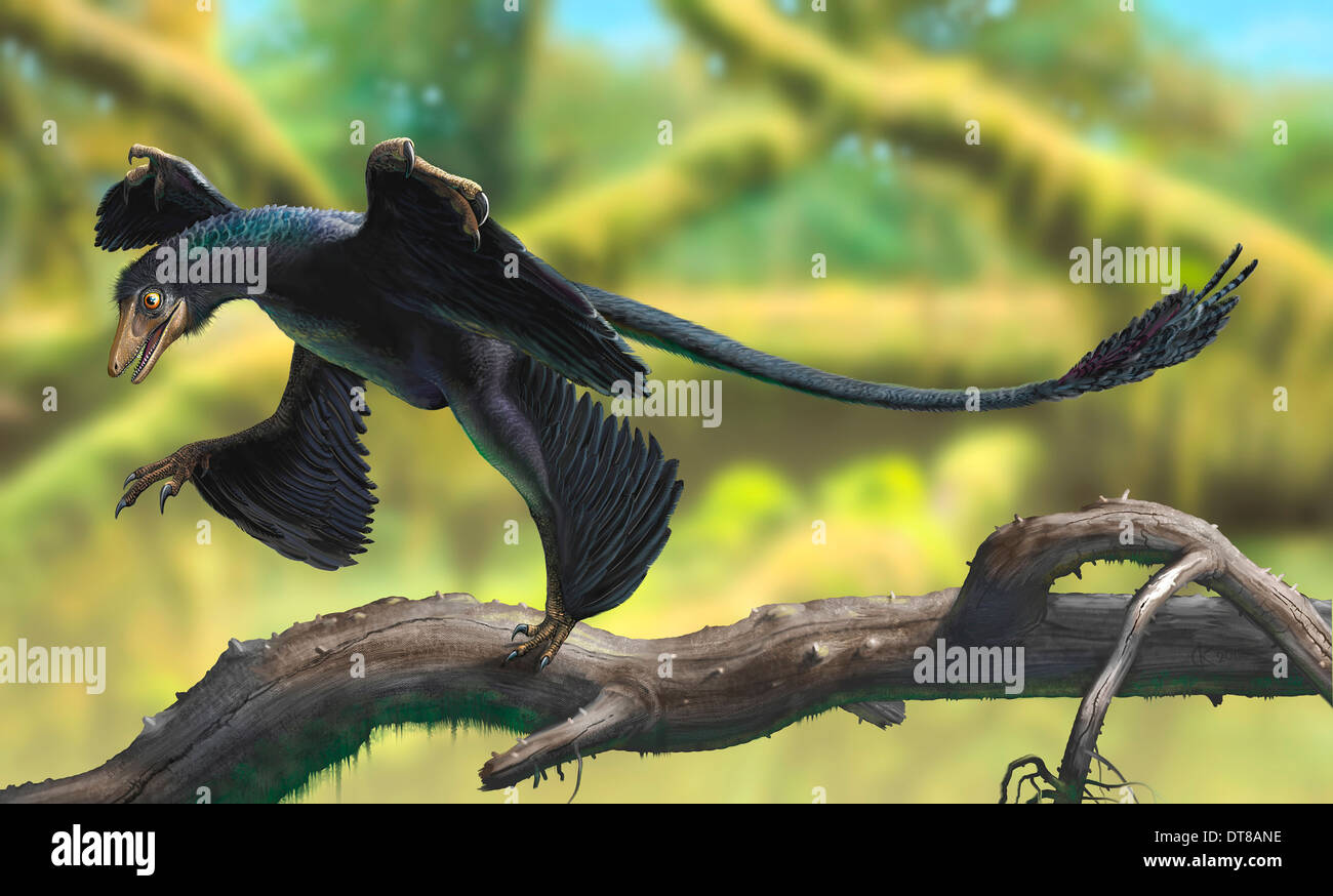 Microraptor black hi-res stock photography and images - Alamy