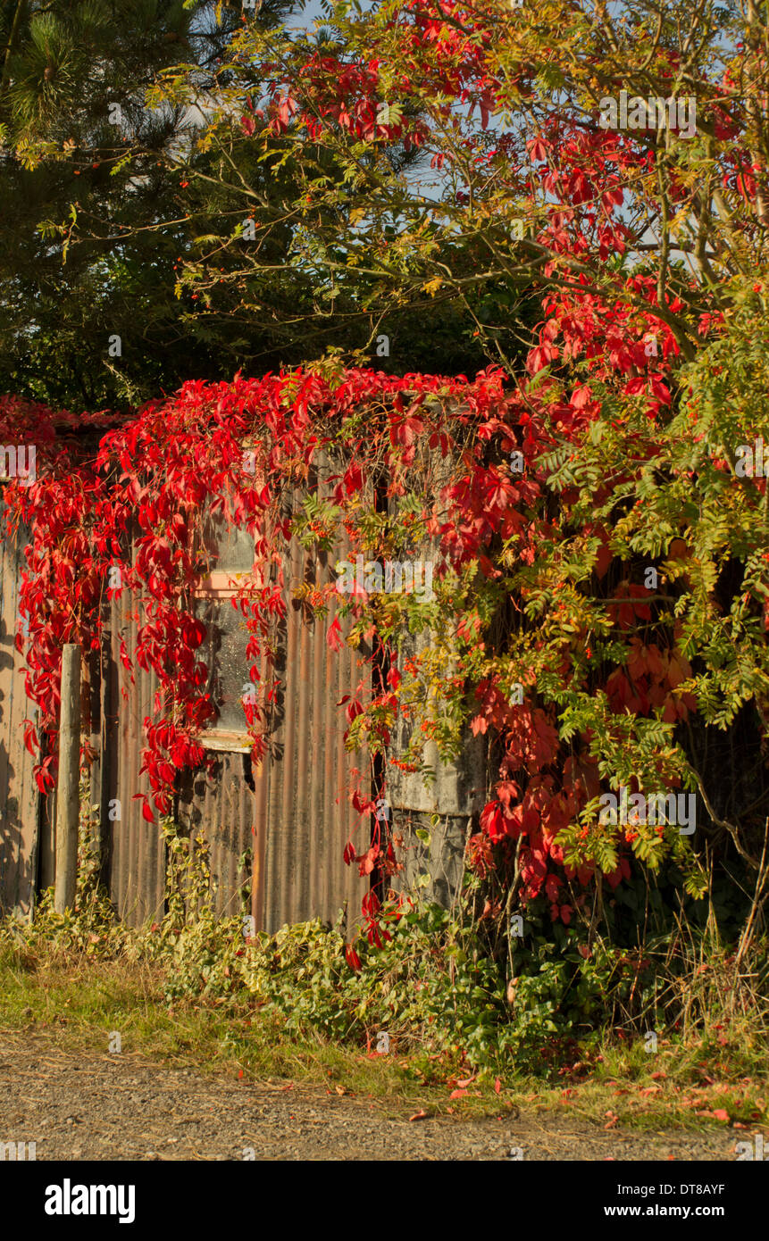 Virginia creeper garden hi-res stock photography and images - Alamy