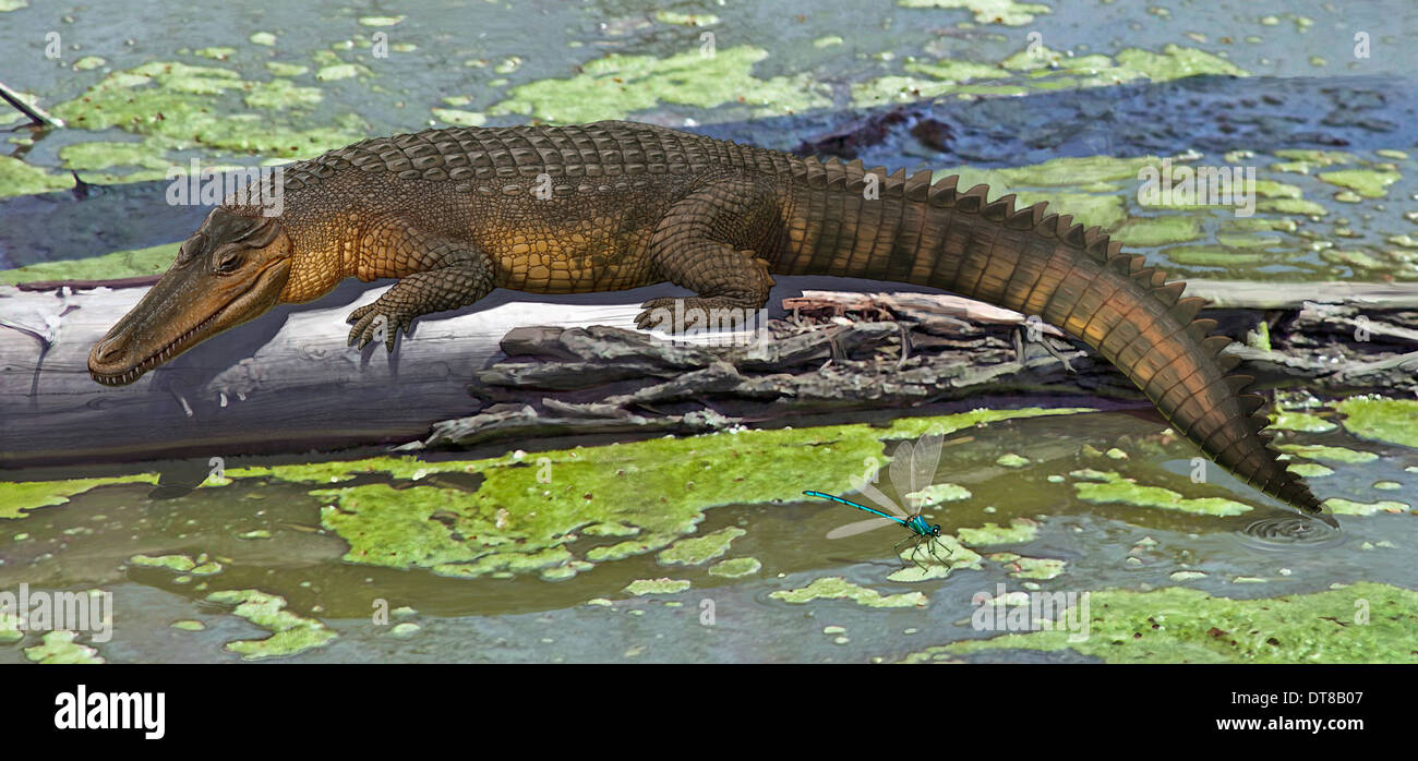 Susisuchus anatoceps, a small crocodyliform from the Early Cretaceous ...