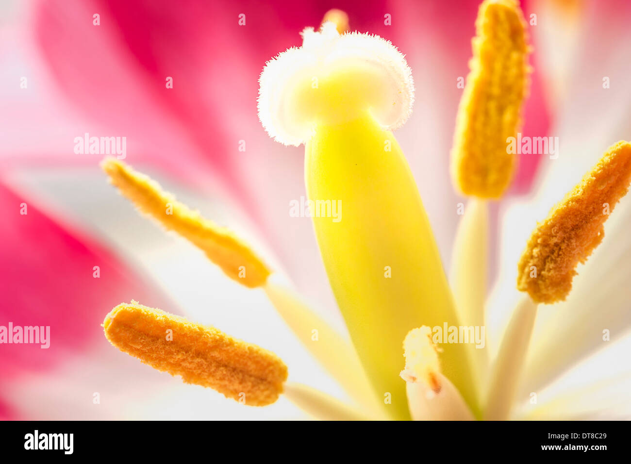 Macro view of a Silver Crown Tulip stamen and pistil Stock Photo - Alamy