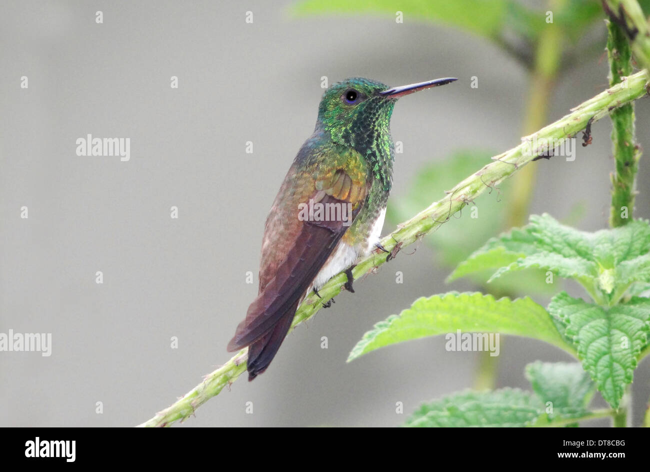 Beautiful snowy bellied hummingbird perched on a bervena flower branch ...