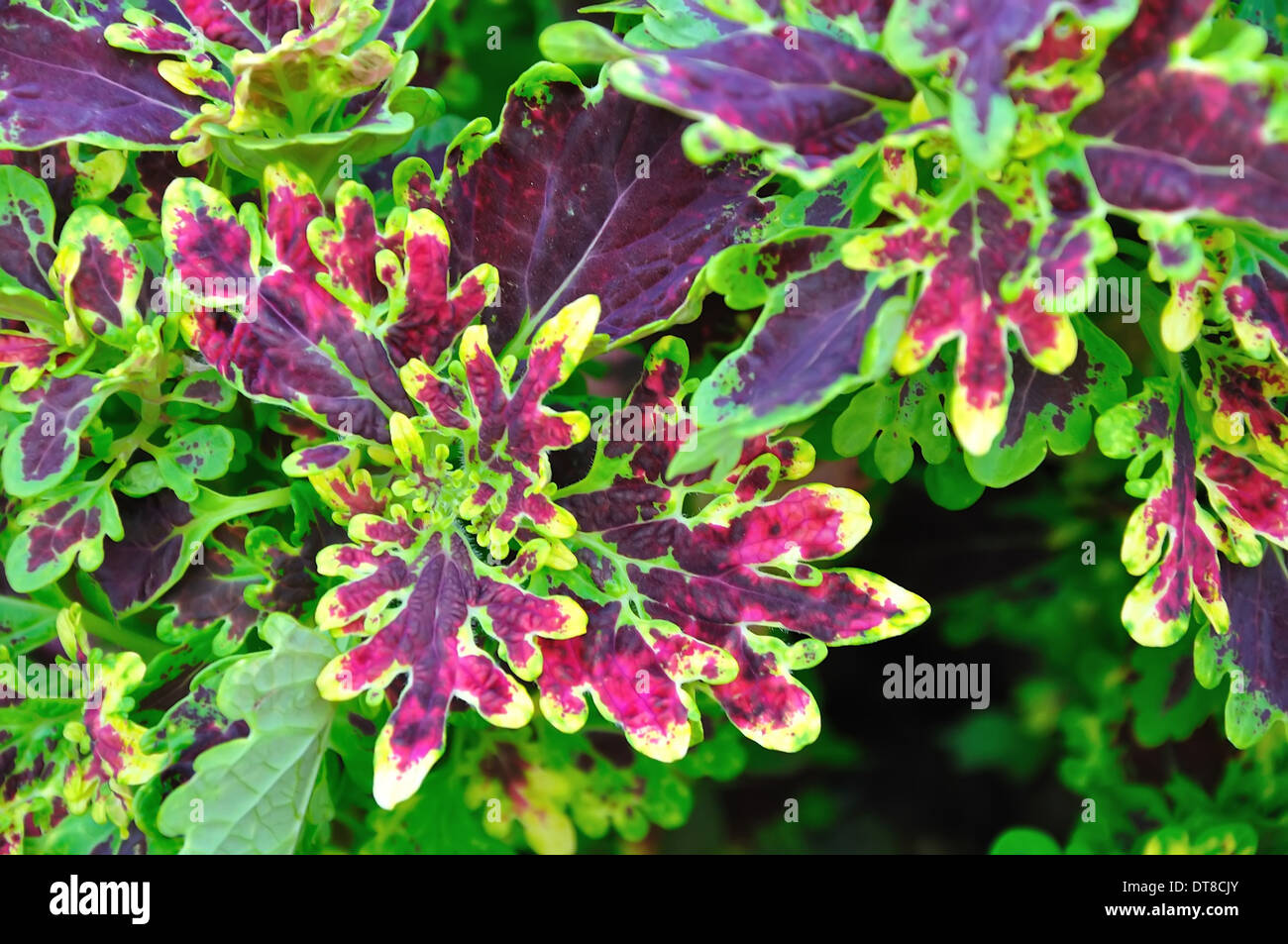 Green and violet grass texture Stock Photo - Alamy