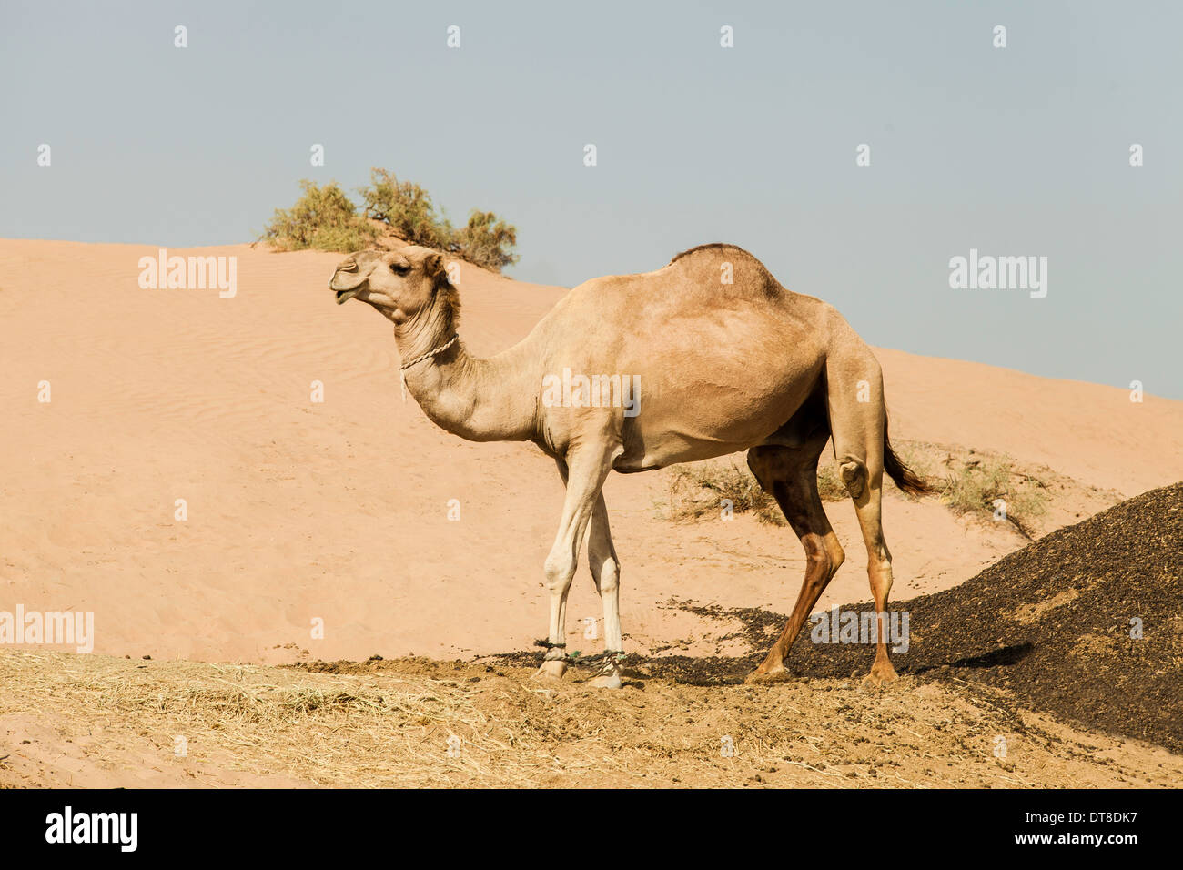Camel standing on the sand dune in the dry desert, Dubai United Arab ...