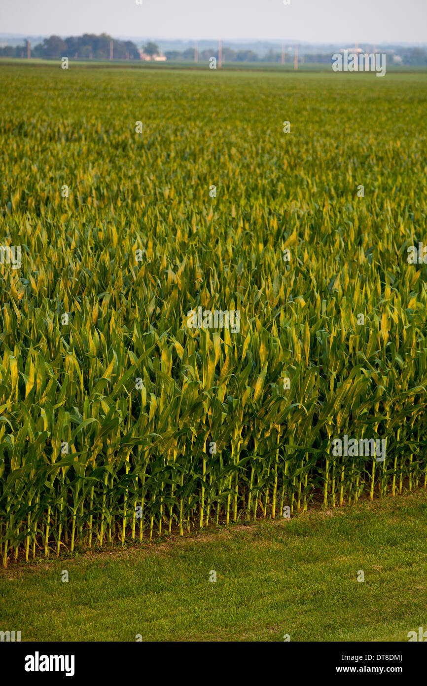 Tall corn hi-res stock photography and images - Alamy