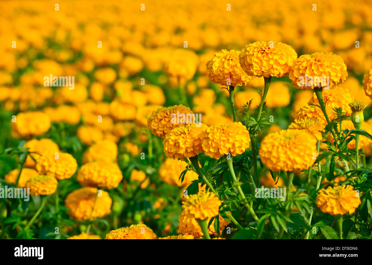 Garden marigold sky hi-res stock photography and images - Alamy