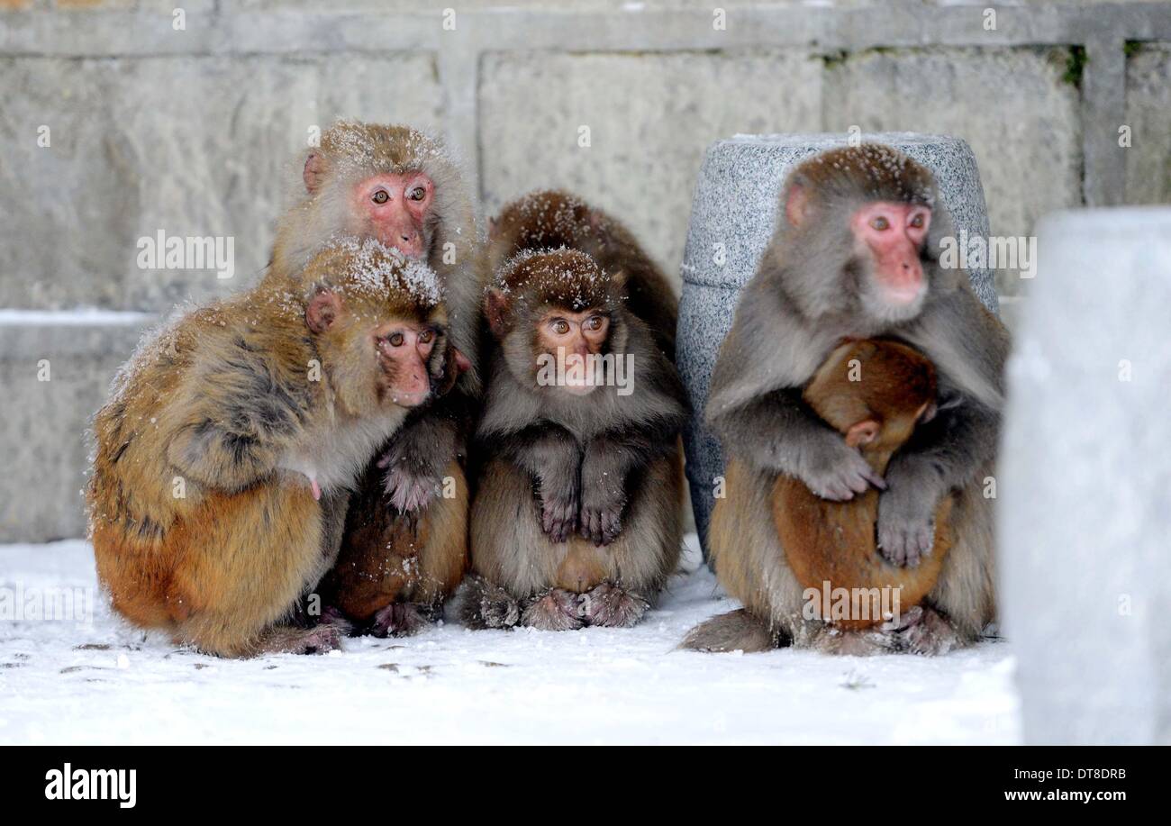 Lushan, China's Jiangxi Province. 9th Feb, 2014. Macaques huddle ...
