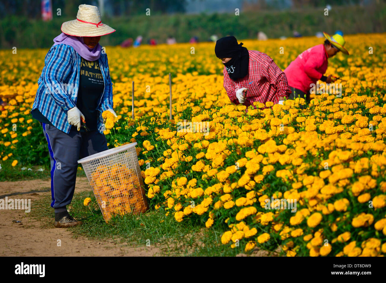 Picking petal hi-res stock photography and images - Alamy
