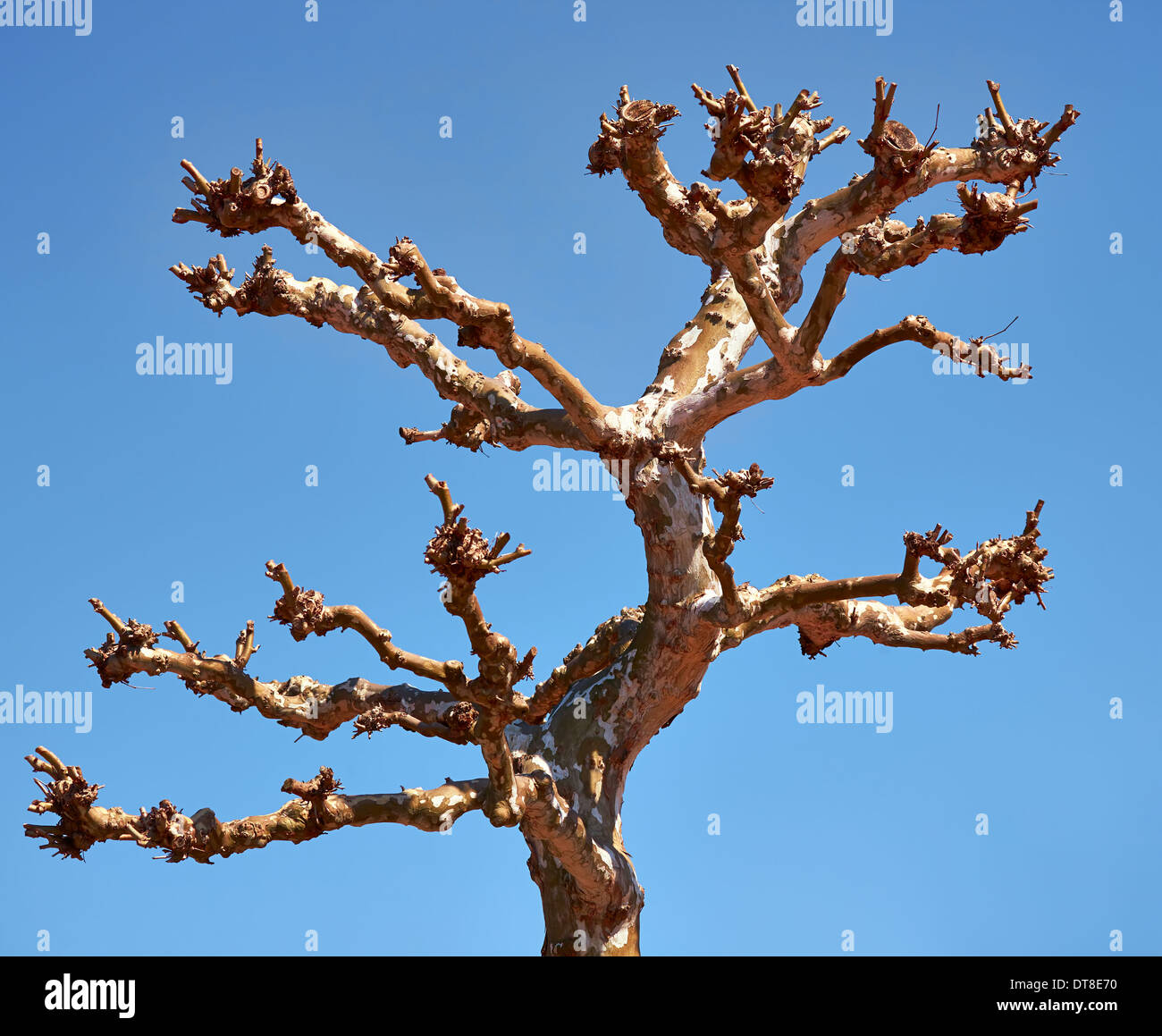 Old dry dead tree trunk and branches on blue sky background Stock Photo ...