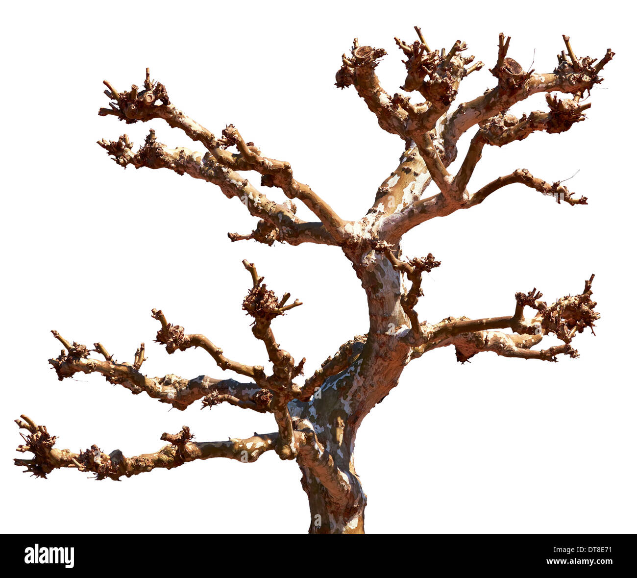 Old dry dead tree trunk and branches isilated on white background Stock ...