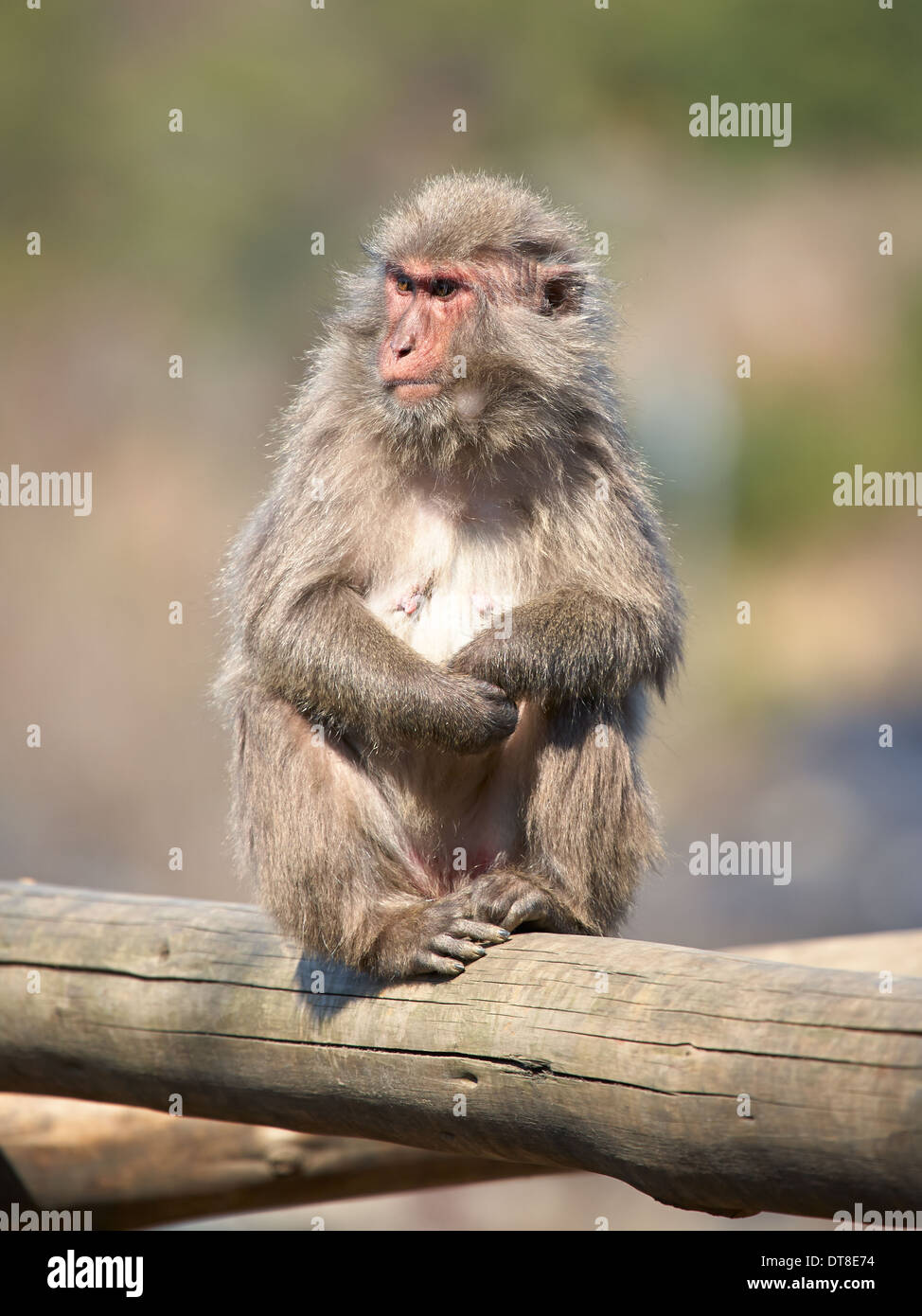 Japanese macaque Macaca fuscata on log Stock Photo - Alamy