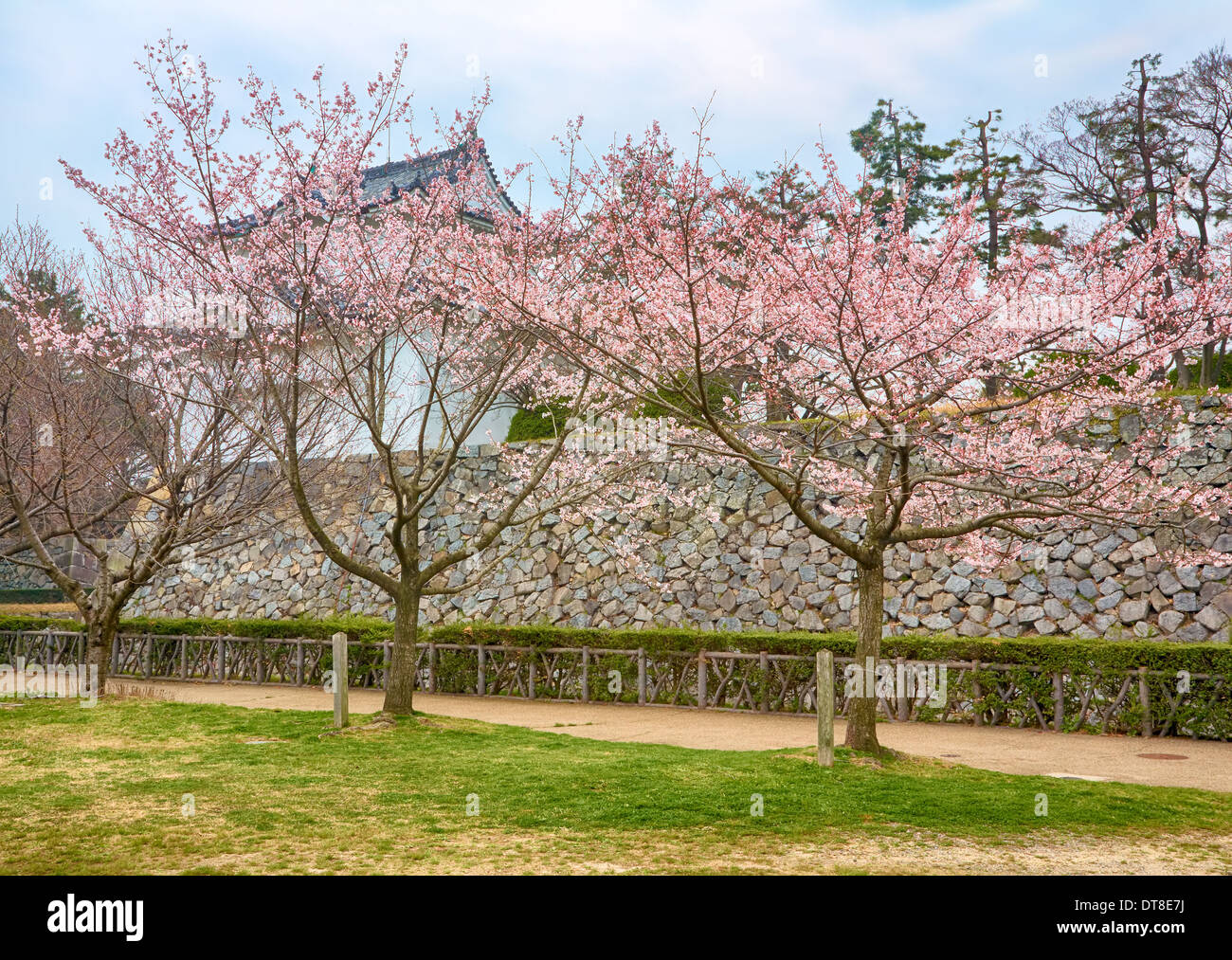 Spring japanese sakura trees in blossom Stock Photo - Alamy