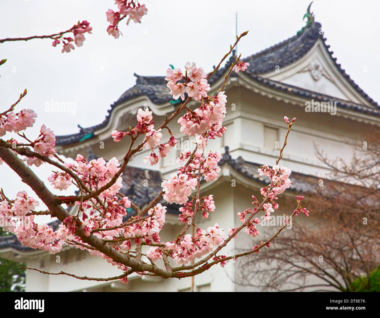 Spring japanese sakura trees in blossom Stock Photo - Alamy
