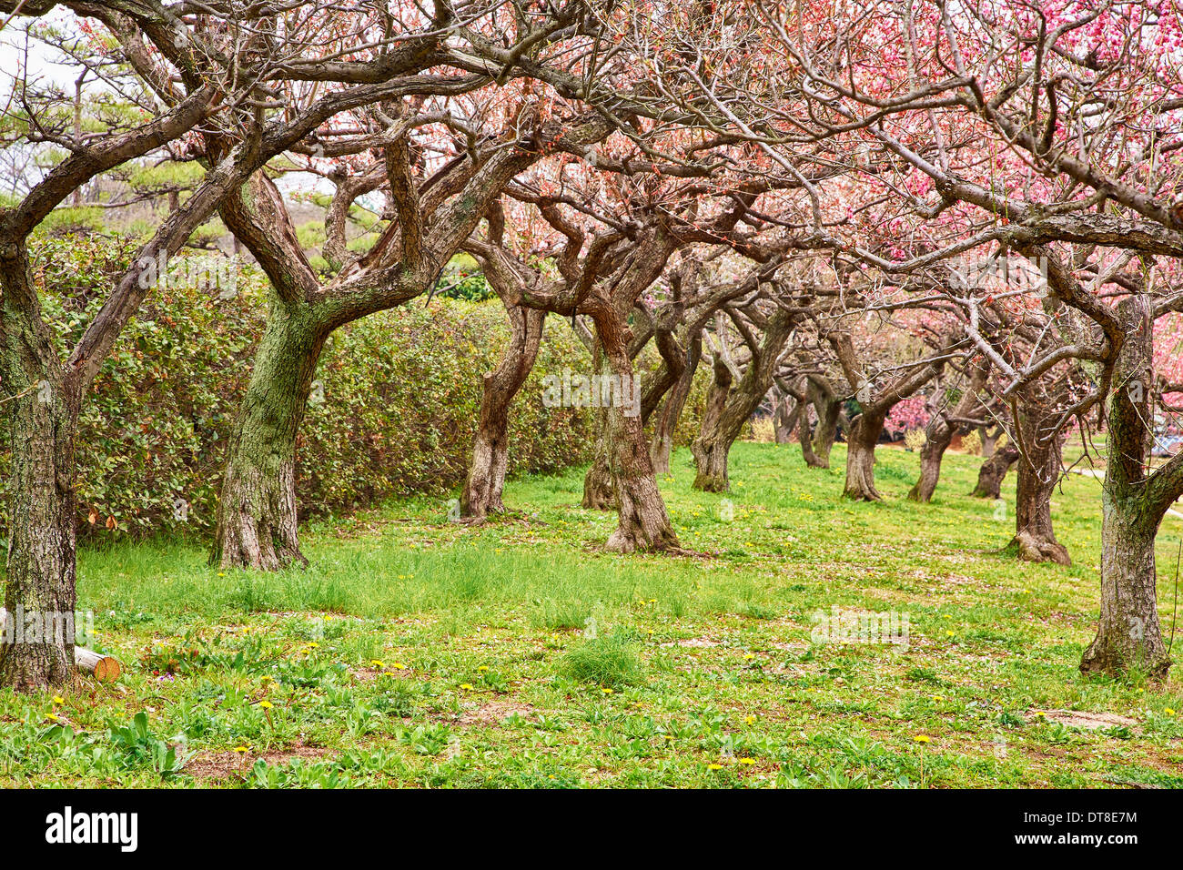 Spring japanese sakura trees in blossom Stock Photo - Alamy