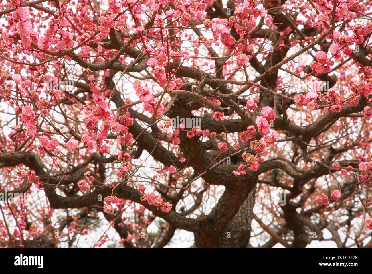 Spring japanese sakura trees in blossom Stock Photo - Alamy