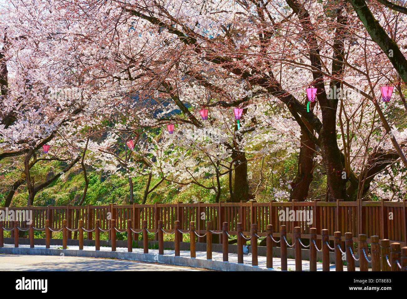 Spring japanese sakura trees in blossom Stock Photo - Alamy