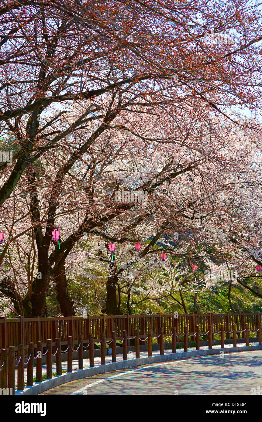 Spring japanese sakura trees in blossom Stock Photo - Alamy