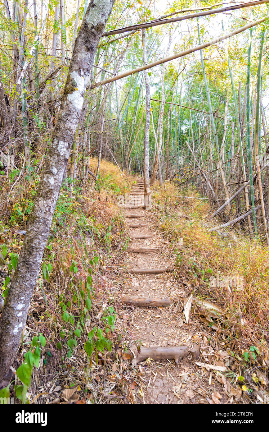 Pathway in bamboo forest hi-res stock photography and images - Alamy