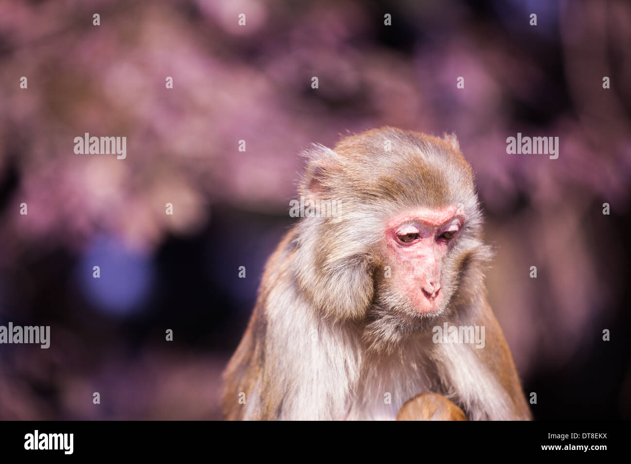 Sad monkey hi-res stock photography and images - Alamy