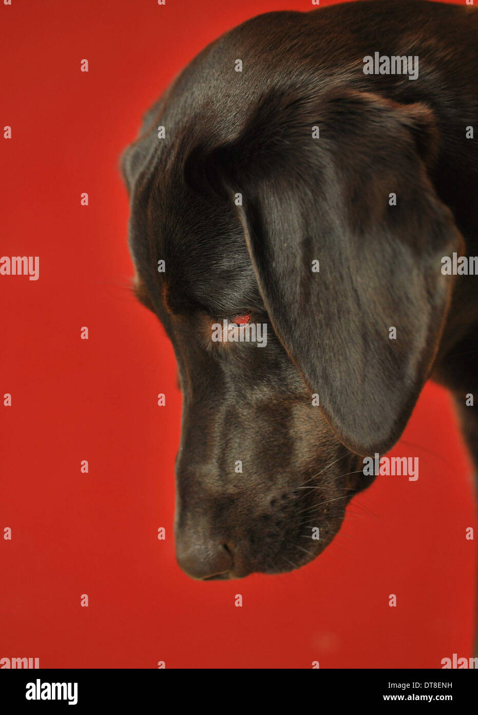 Black labrador retriever dog watching hi-res stock photography and ...