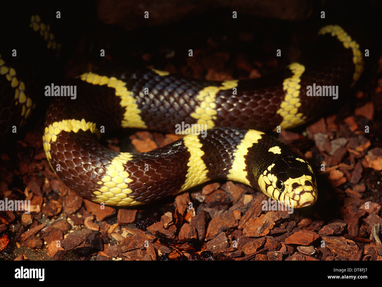 Colubridae snakes reptile reptiles roberto nistri horizontal hi-res ...