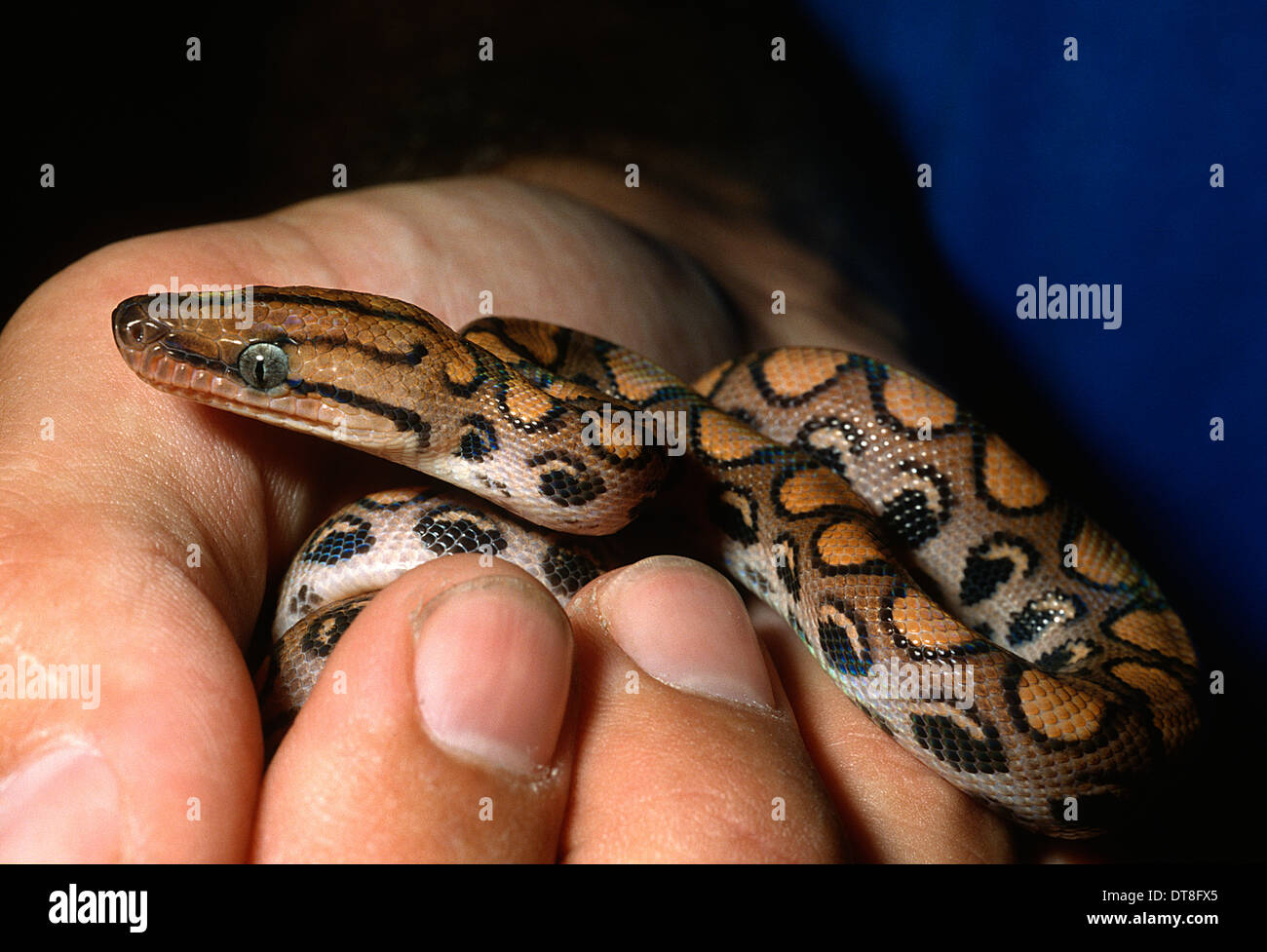 Brazilian rainbow boa hi-res stock photography and images - Alamy