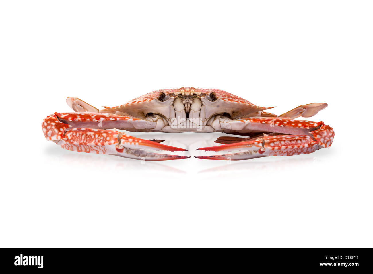 Crab in front view isolated on white background Stock Photo - Alamy