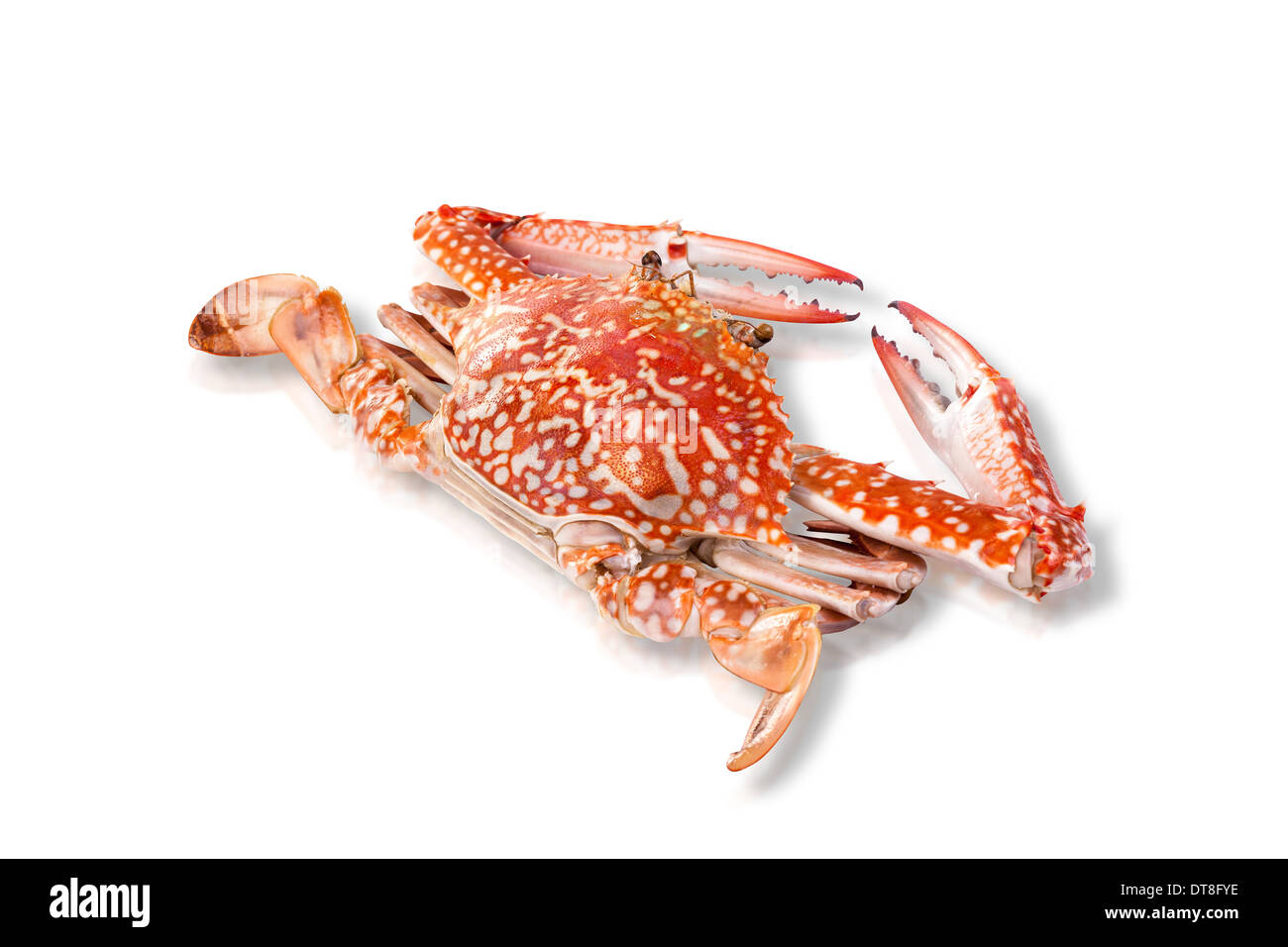 Crab isolated on white background Stock Photo - Alamy