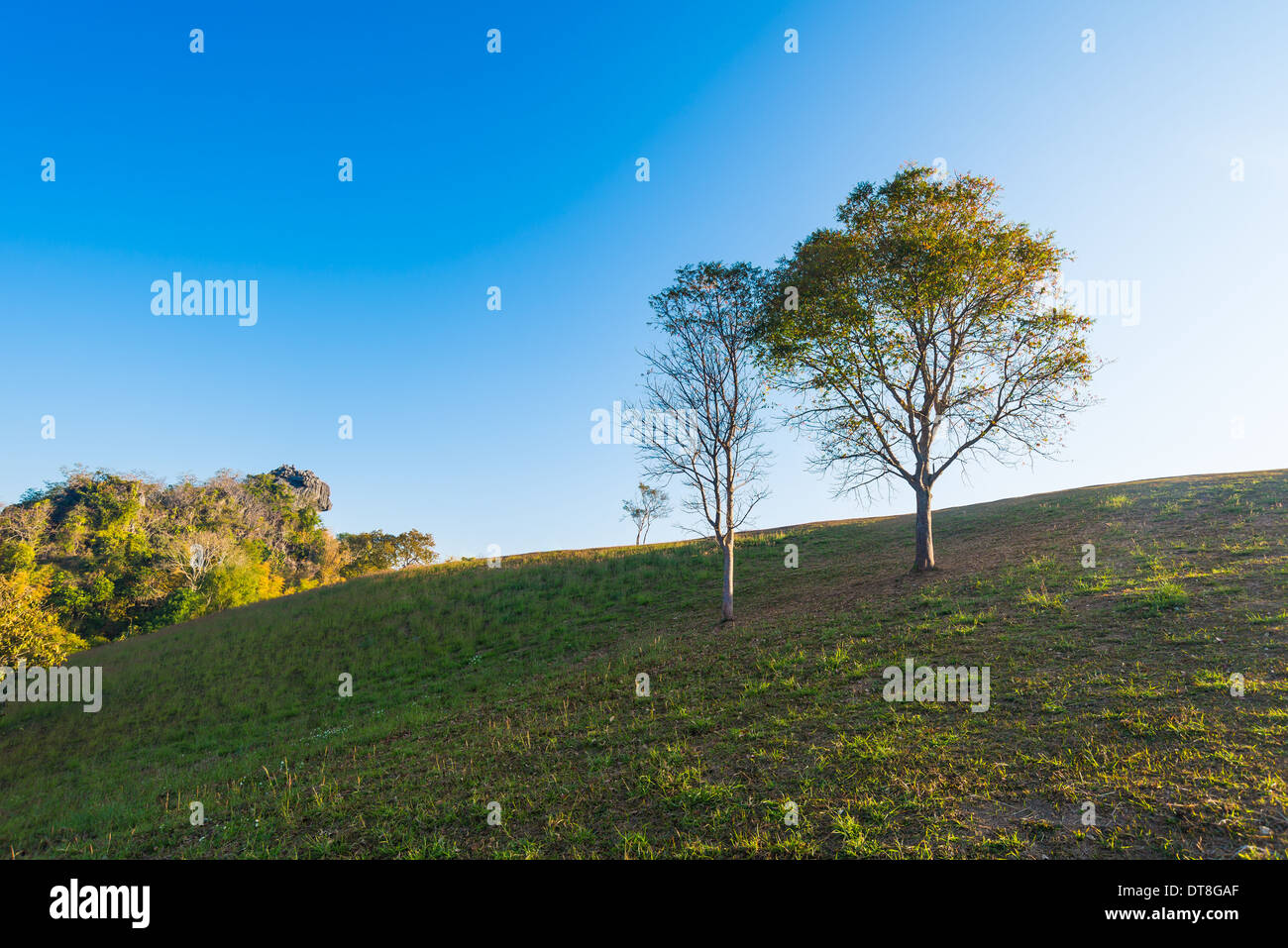 Tall field grass hill hi-res stock photography and images - Alamy
