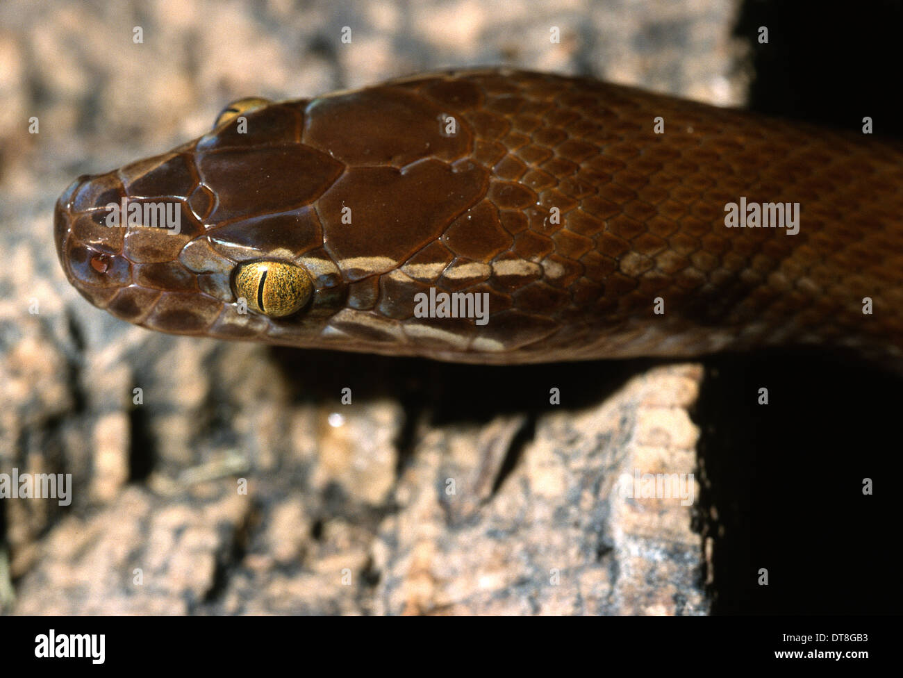 African house snake Boaedon (Lamprophis) fuliginosus, Lamprophiidae ...
