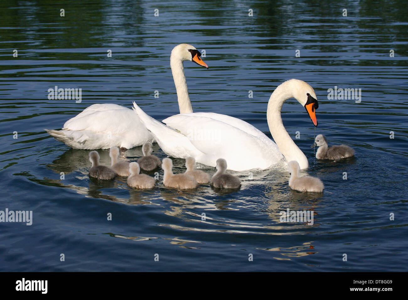 Mute Swan (Cygnus olor) Couple with cygnets swimming on an oxbow lake ...