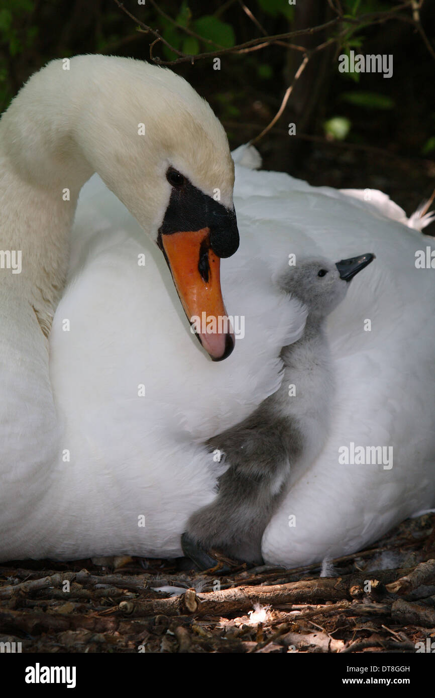 Mute Swan (Cygnus olor) Adult with cygnet on nest Germany Stock Photo - Alamy