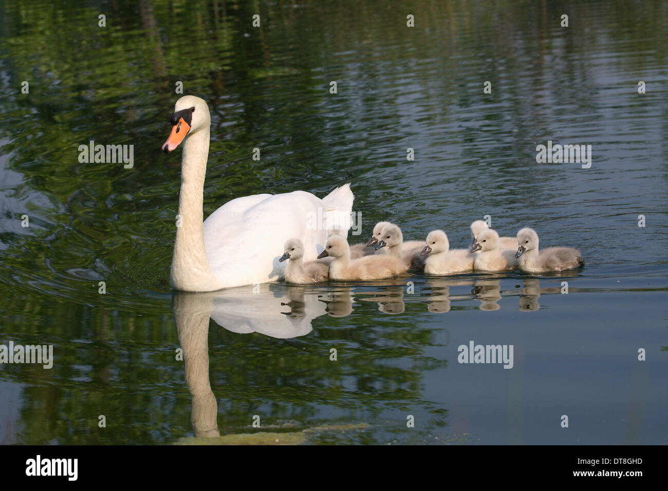 Mute Swan (Cygnus olor) Adult and cygnets swimming on an oxbow lake ...