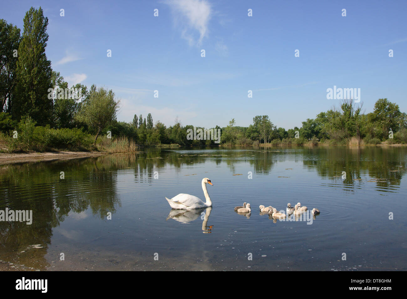 Mute Swan (Cygnus olor) Adult and cygnets swimming on an oxbow lake ...