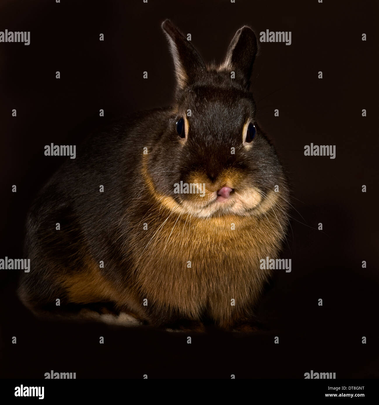 Dwarf Rabbit, Netherland Dwarf A black-and-tan adult against a black ...