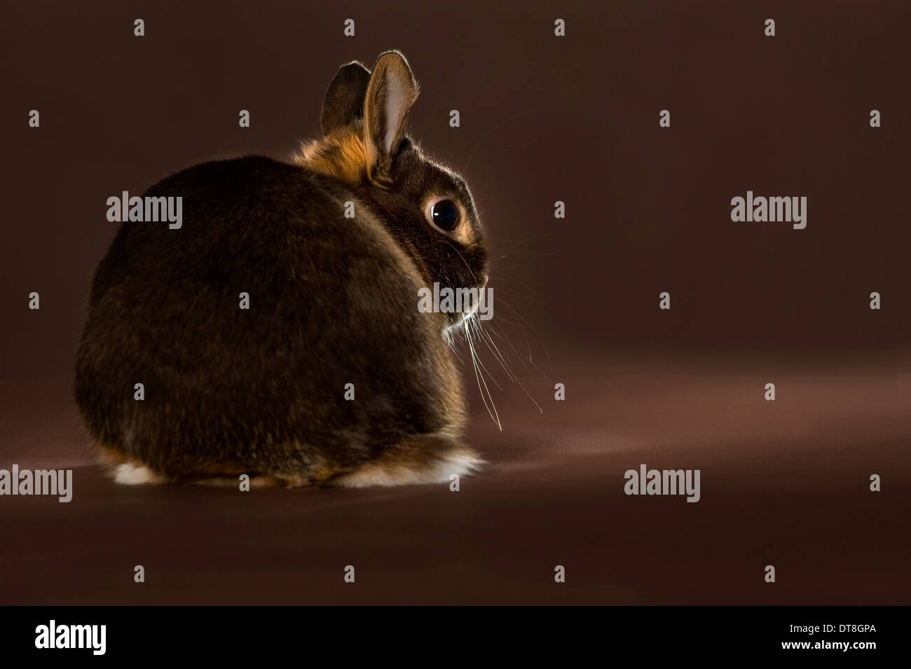 Dwarf Rabbit, Netherland Dwarf A black-and-tan adult against a black ...