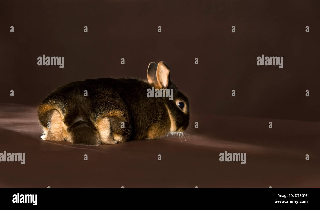 Dwarf Rabbit, Netherland Dwarf A black-and-tan adult against a black ...